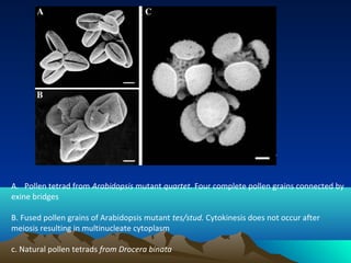 Pollen stigma interaction | PPT