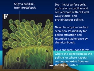 Pollen stigma interaction | PPT
