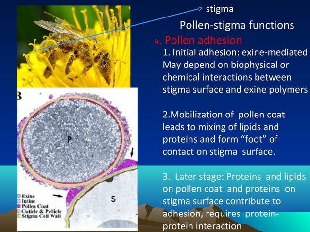 Pollen stigma interaction | PPT