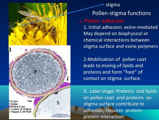 Pollen stigma interaction