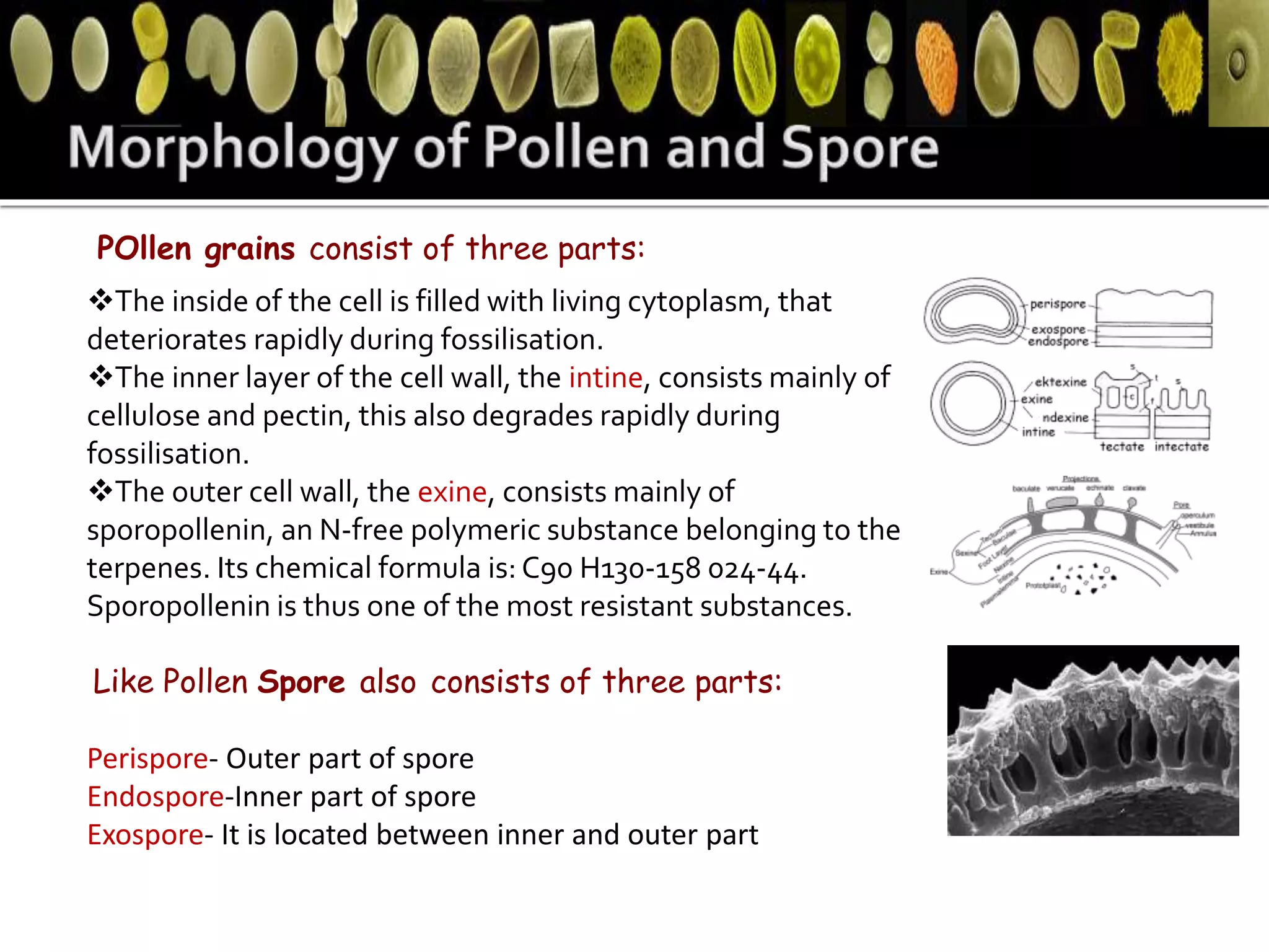 Pollen study-Geomorhology Chapter | PPT