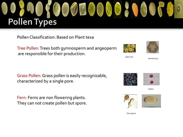 Pollen study-Geomorhology Chapter | PPT