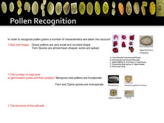 Pollen study-Geomorhology Chapter | PPT