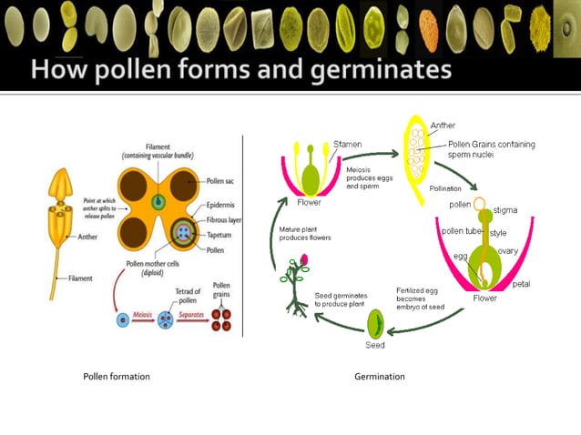 Pollen study-Geomorhology Chapter | PPT