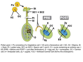 POLLEN TUBE.pptx