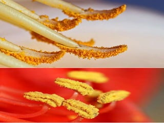 POLLEN TUBE.pptx