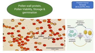 Pollen Viability, storage and germination.pdf