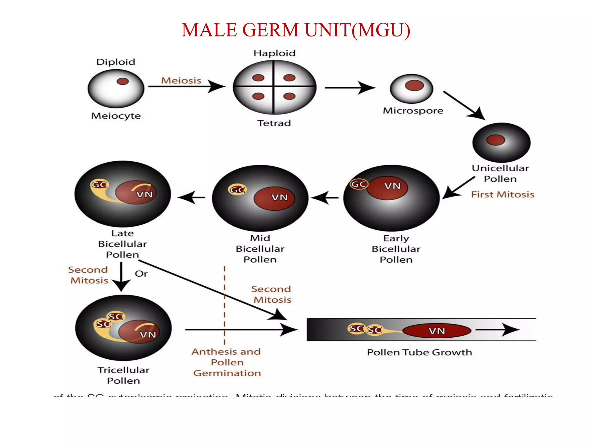 Pollen wall Structure and Male Germ Unit in Plants | PDF