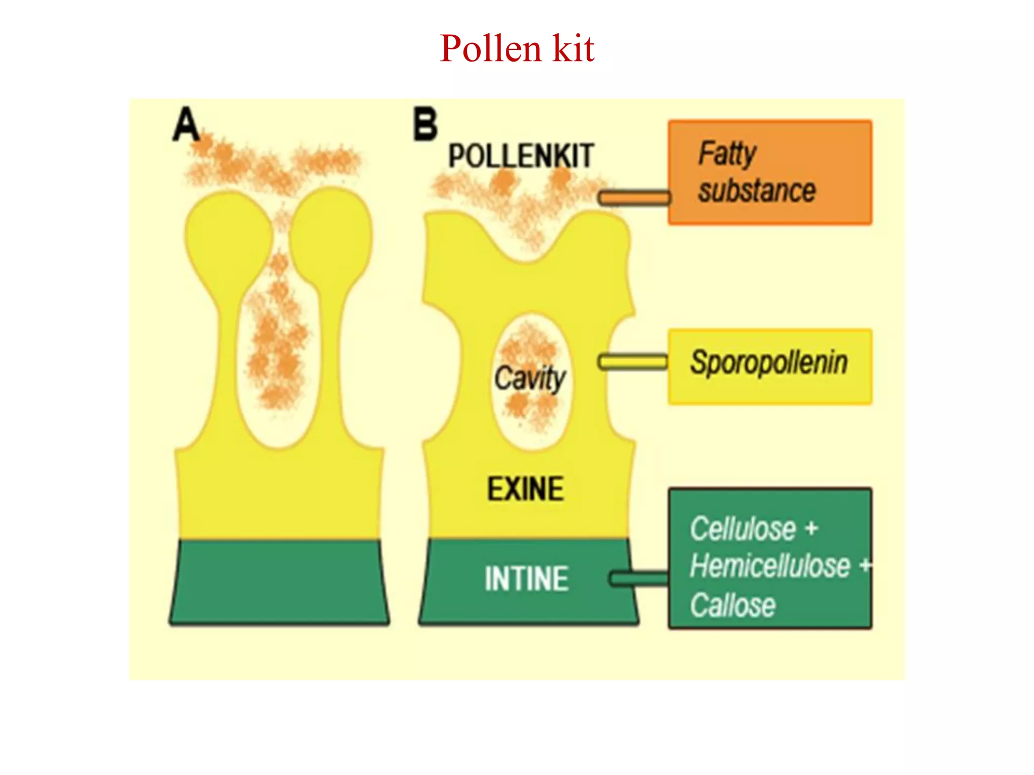 Pollen wall & mgu | PPT