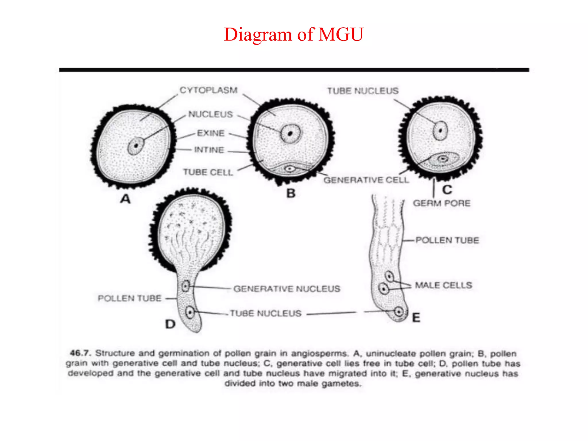 Pollen wall & mgu | PPT