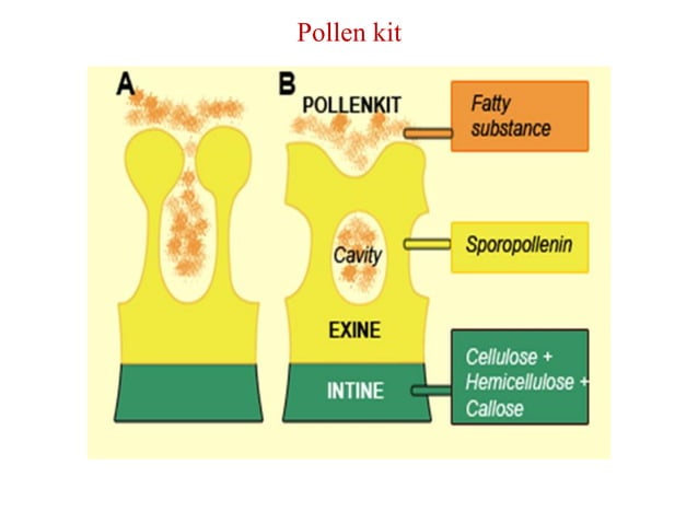 Pollen wall Structure and Male Germ Unit in Plants | PDF