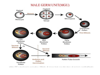 Pollen wall Structure and Male Germ Unit in Plants | PDF
