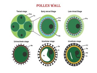 Pollen wall Structure and Male Germ Unit in Plants | PDF