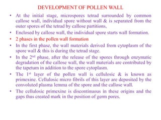 Pollen wall Structure and Male Germ Unit in Plants | PDF