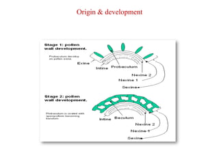 Pollen wall Structure and Male Germ Unit in Plants | PDF