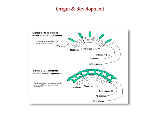 Pollen wall Structure and Male Germ Unit in Plants | PDF