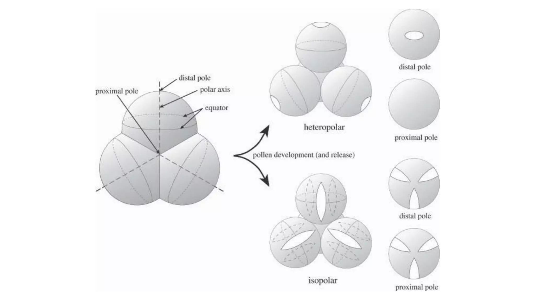 Pollen wall morphogenesis and anther Dehiscence | PPTX