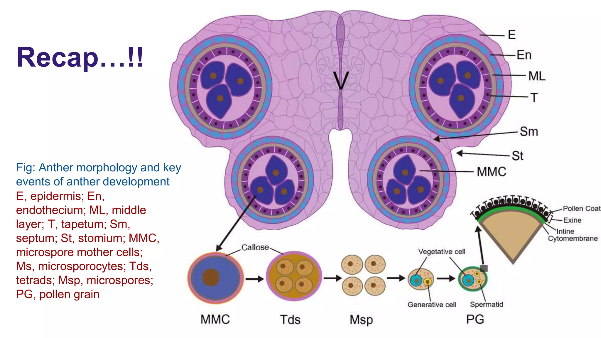 Pollen wall morphogenesis and anther Dehiscence | PPTX