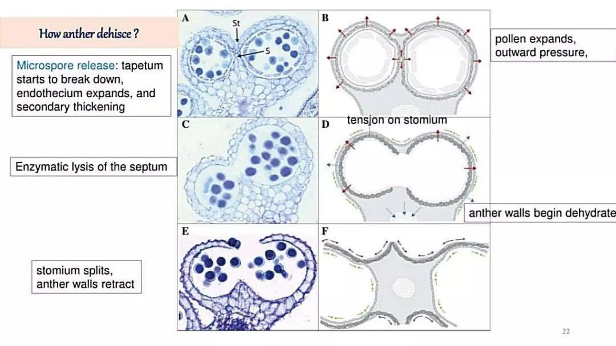 Pollen wall morphogenesis and anther Dehiscence | PPTX
