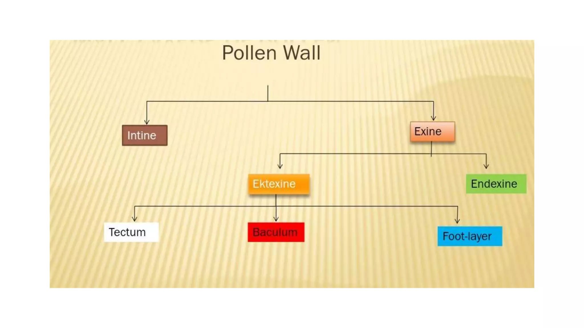 Pollen wall morphogenesis and anther Dehiscence | PPTX