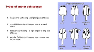Pollen wall morphogenesis and anther Dehiscence | PPTX