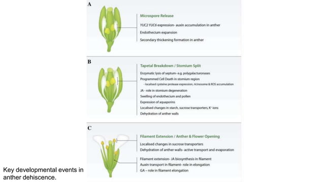 Pollen wall morphogenesis and anther Dehiscence | PPTX | Allergies ...