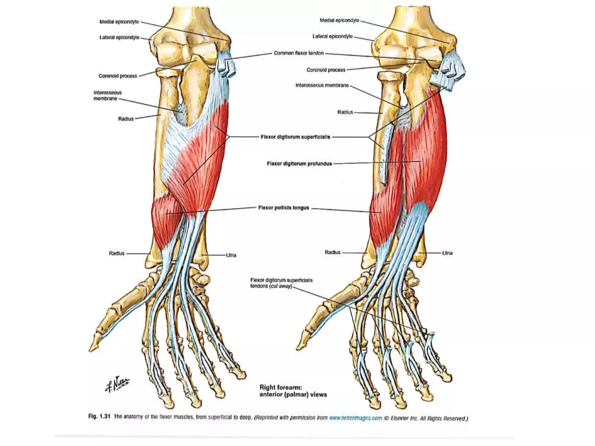 Pollicization | PPTX