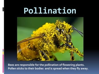 Pollination | PPT