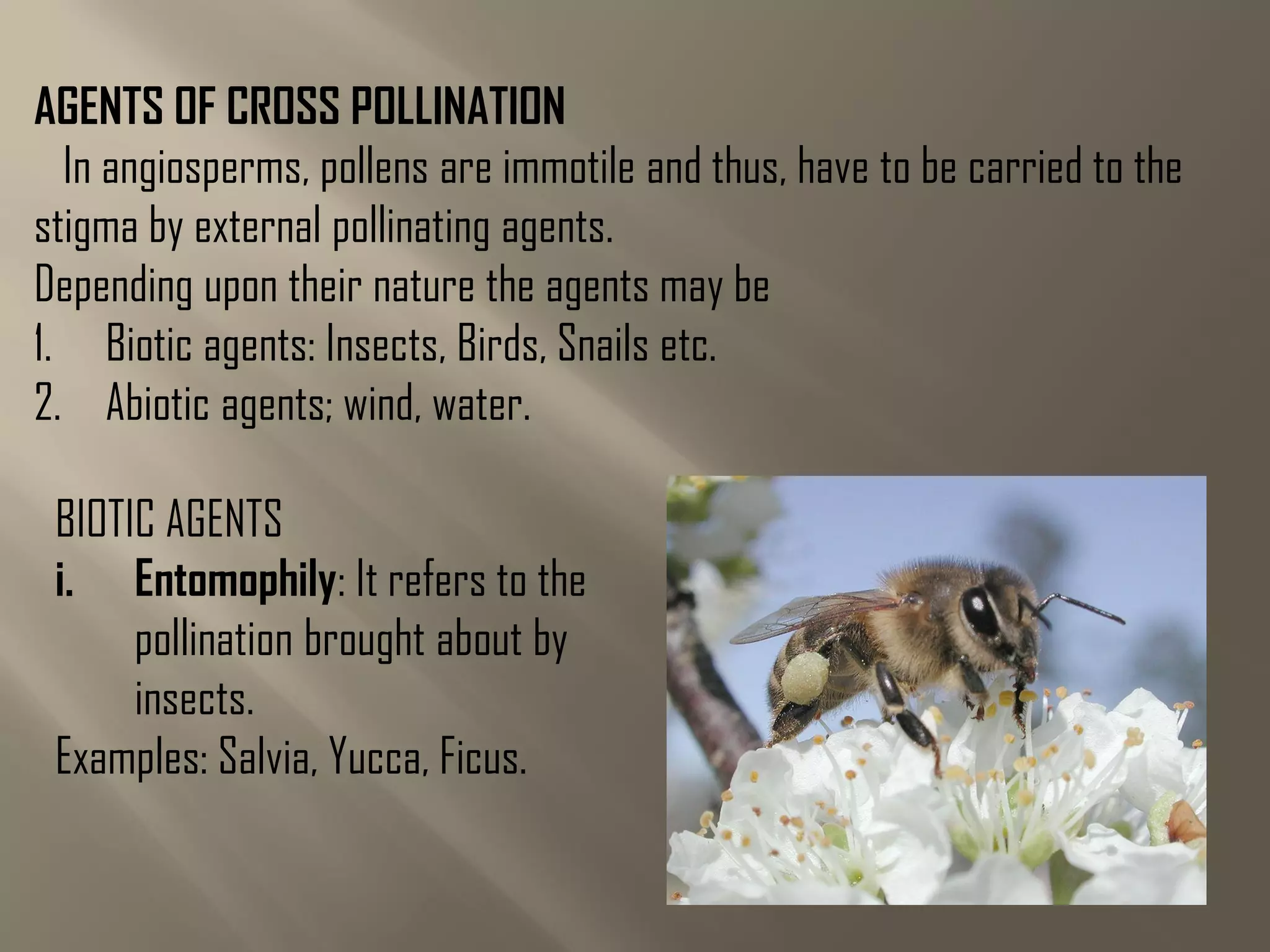 Pollination | PDF