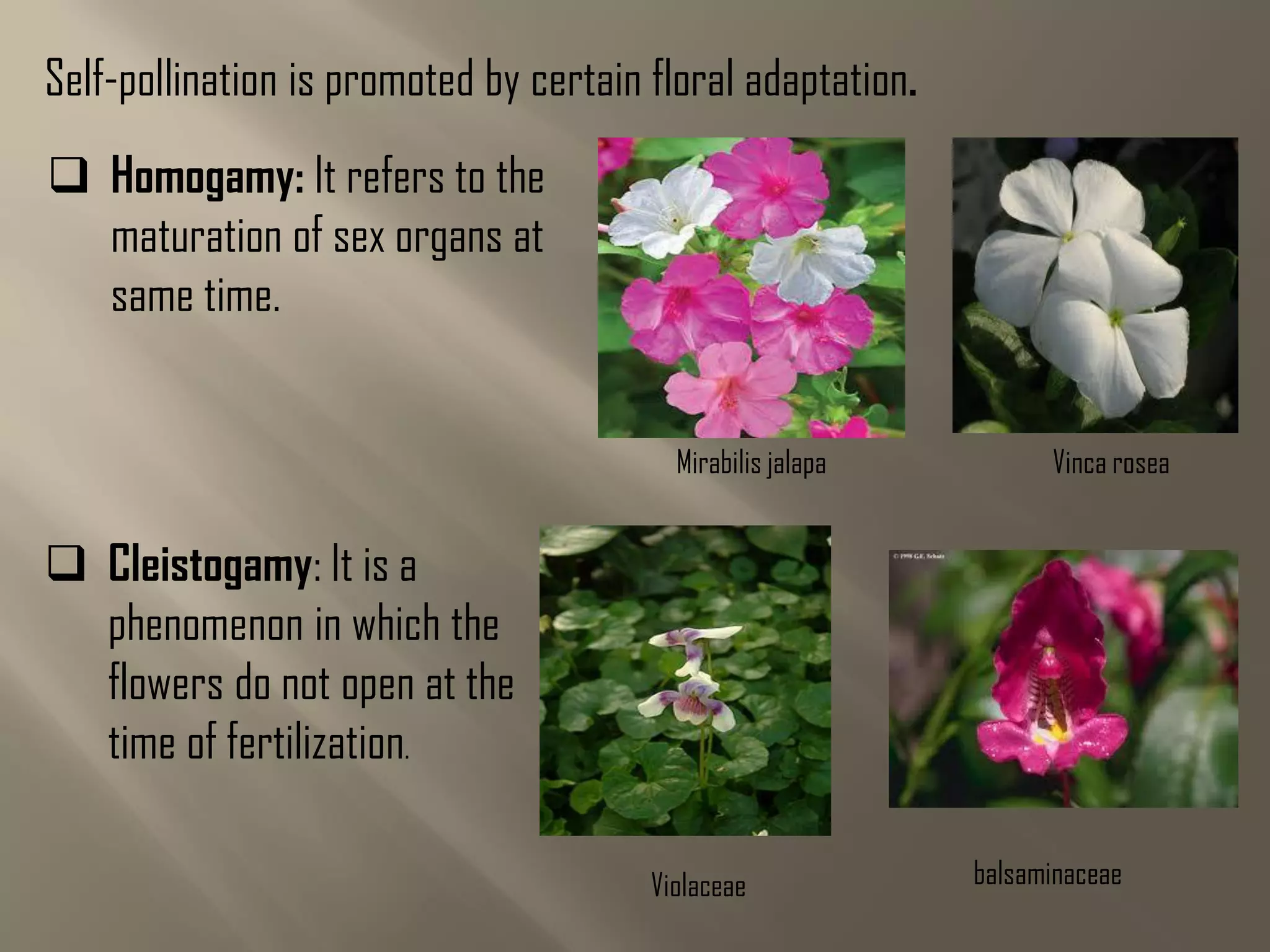 Pollination | PDF