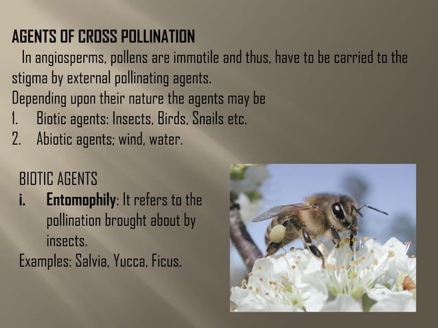 Pollination | PDF