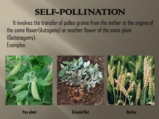 Pollination | PDF