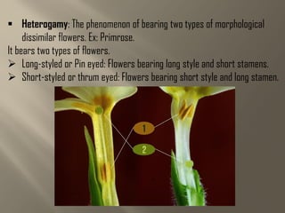 Pollination | PDF