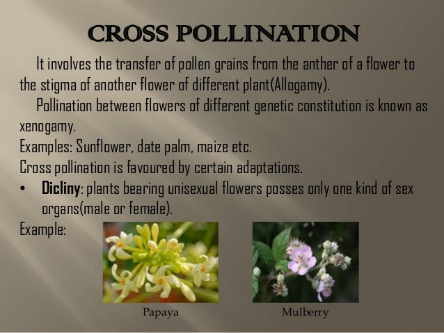 Pollination pollination