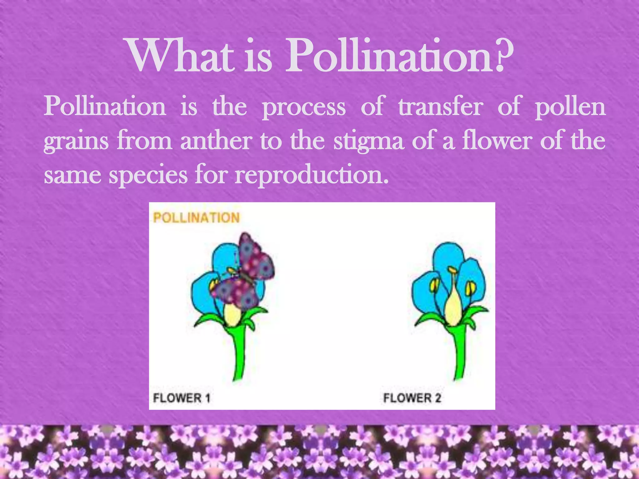 Pollination | PPTX