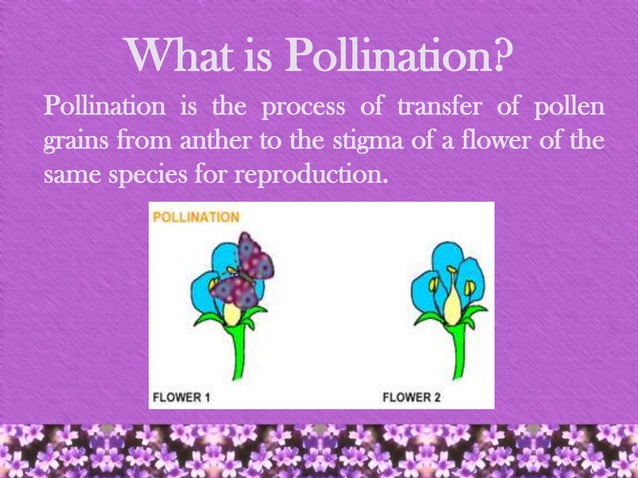 Pollination | PPT