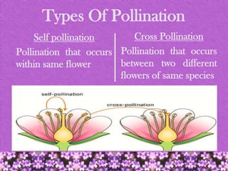 Pollination | PPTX