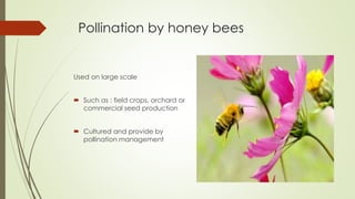 Pollination | PPTX