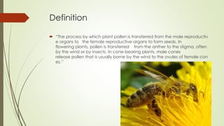 Pollination | PPTX