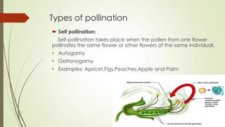 Pollination | PPTX
