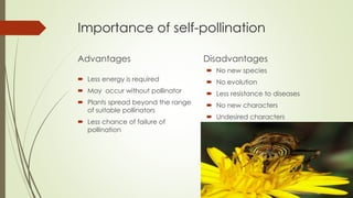 Pollination | PPTX