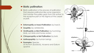 Pollination | PPTX