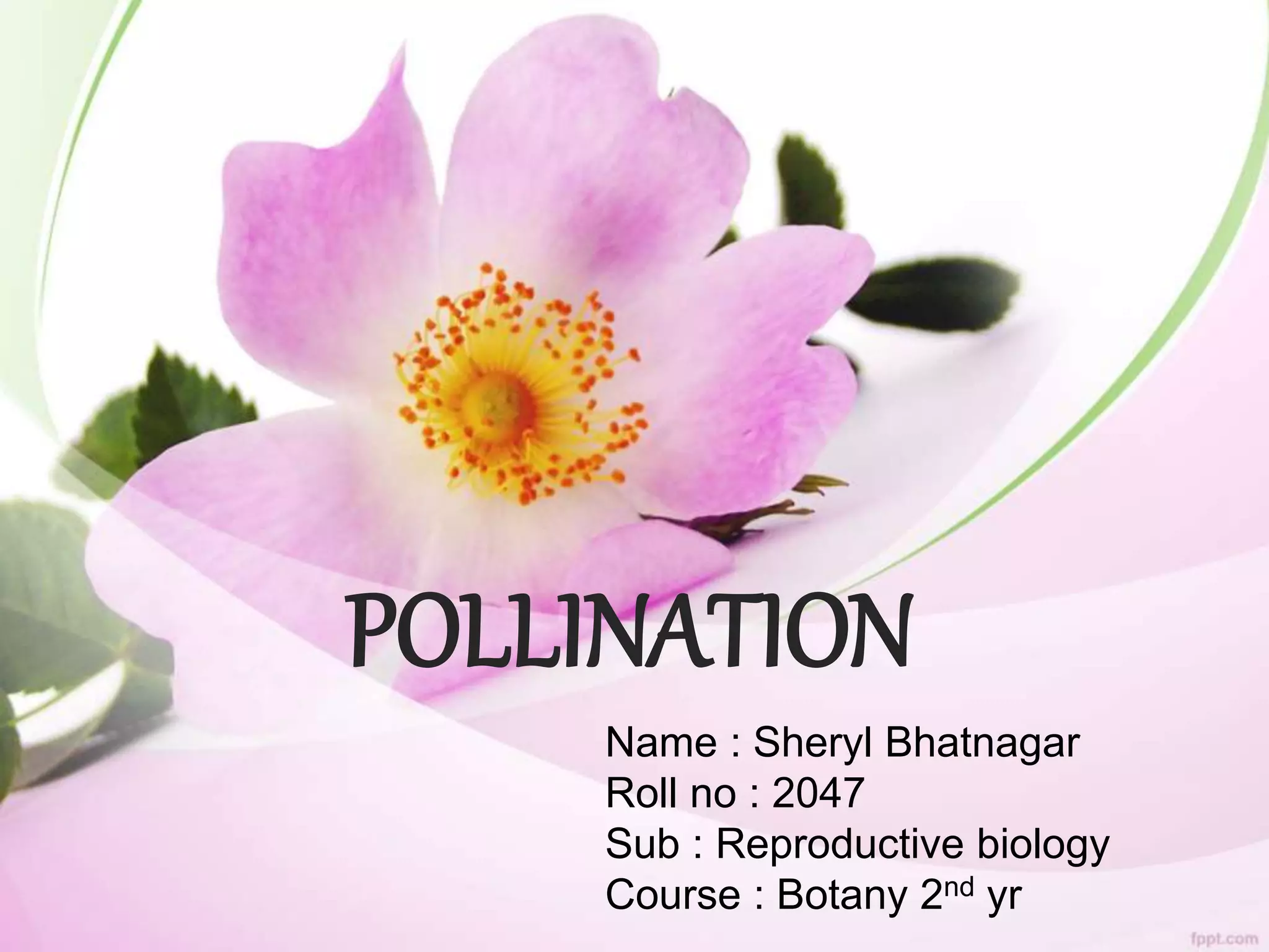 Pollination | PPTX