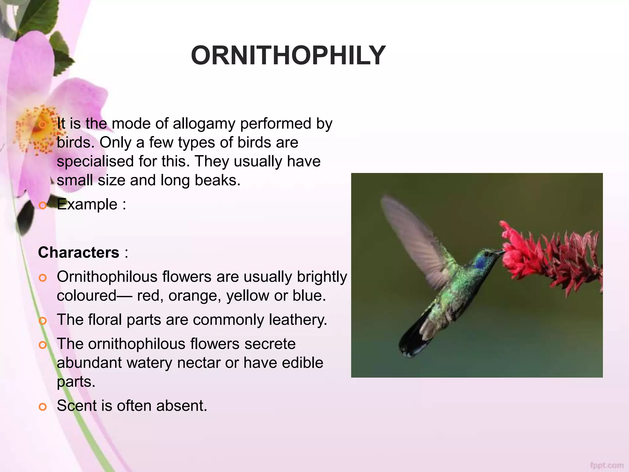 Pollination | PPTX