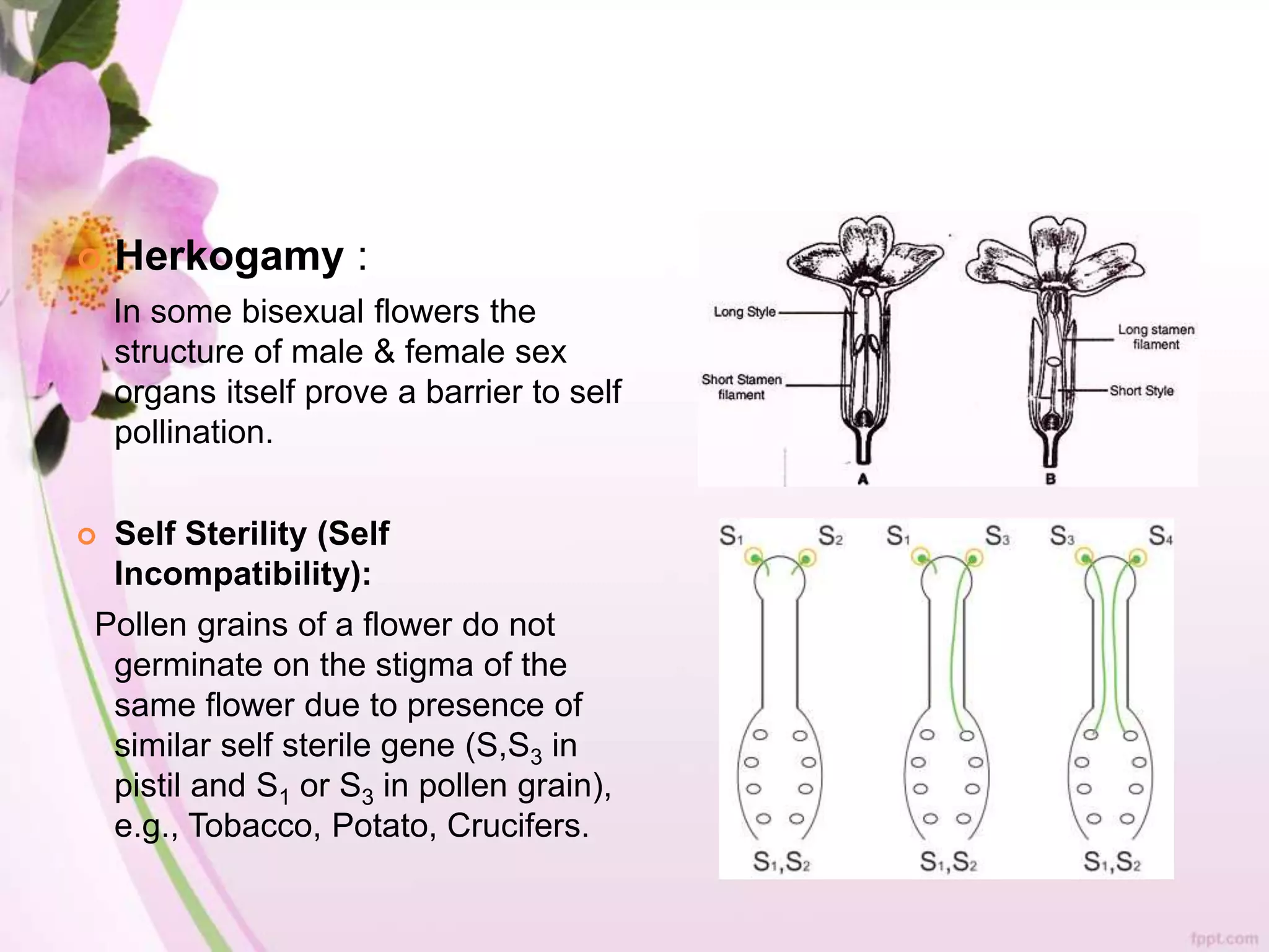 Pollination | PPTX