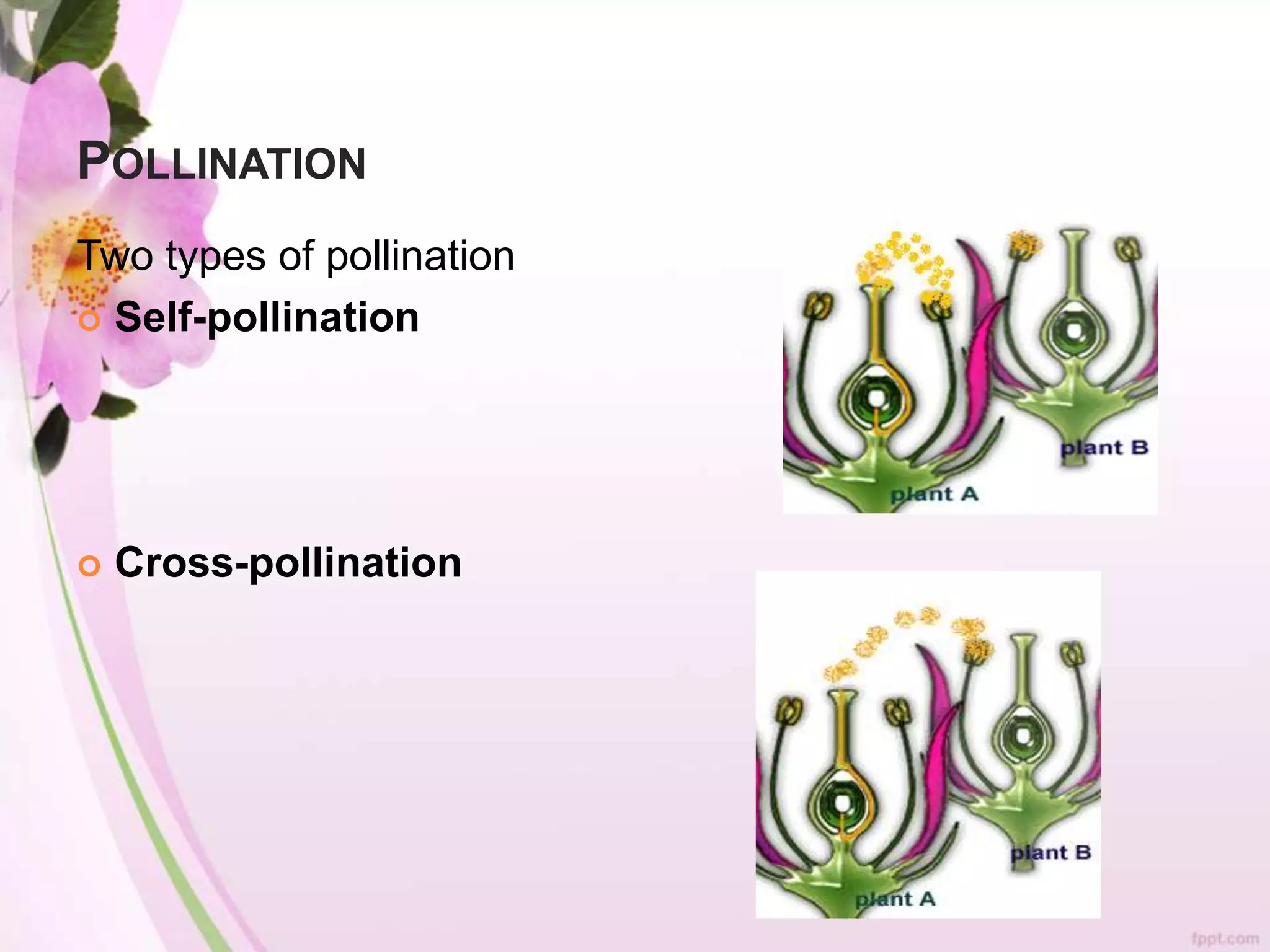 Pollination | PPTX