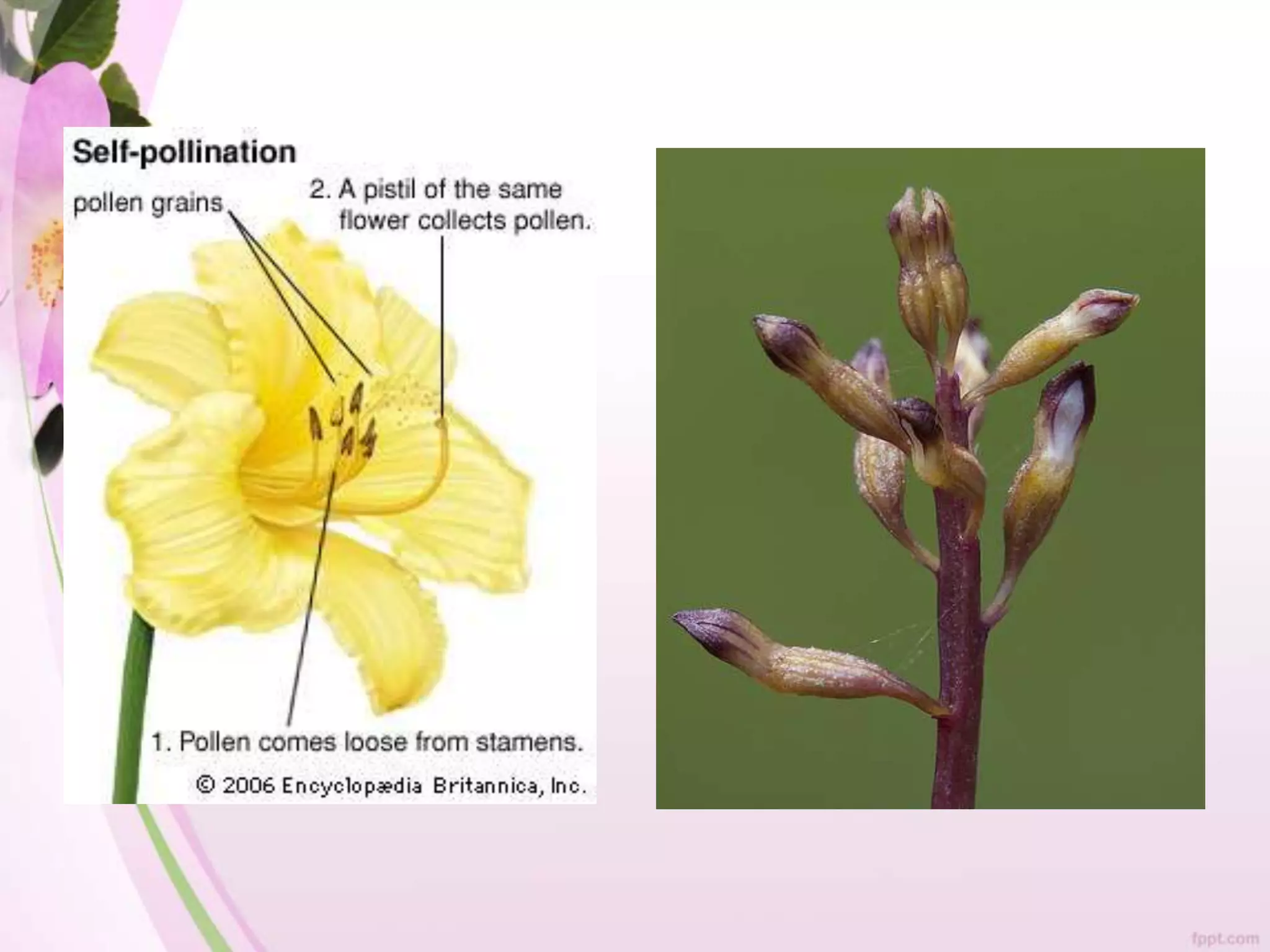 Pollination | PPTX