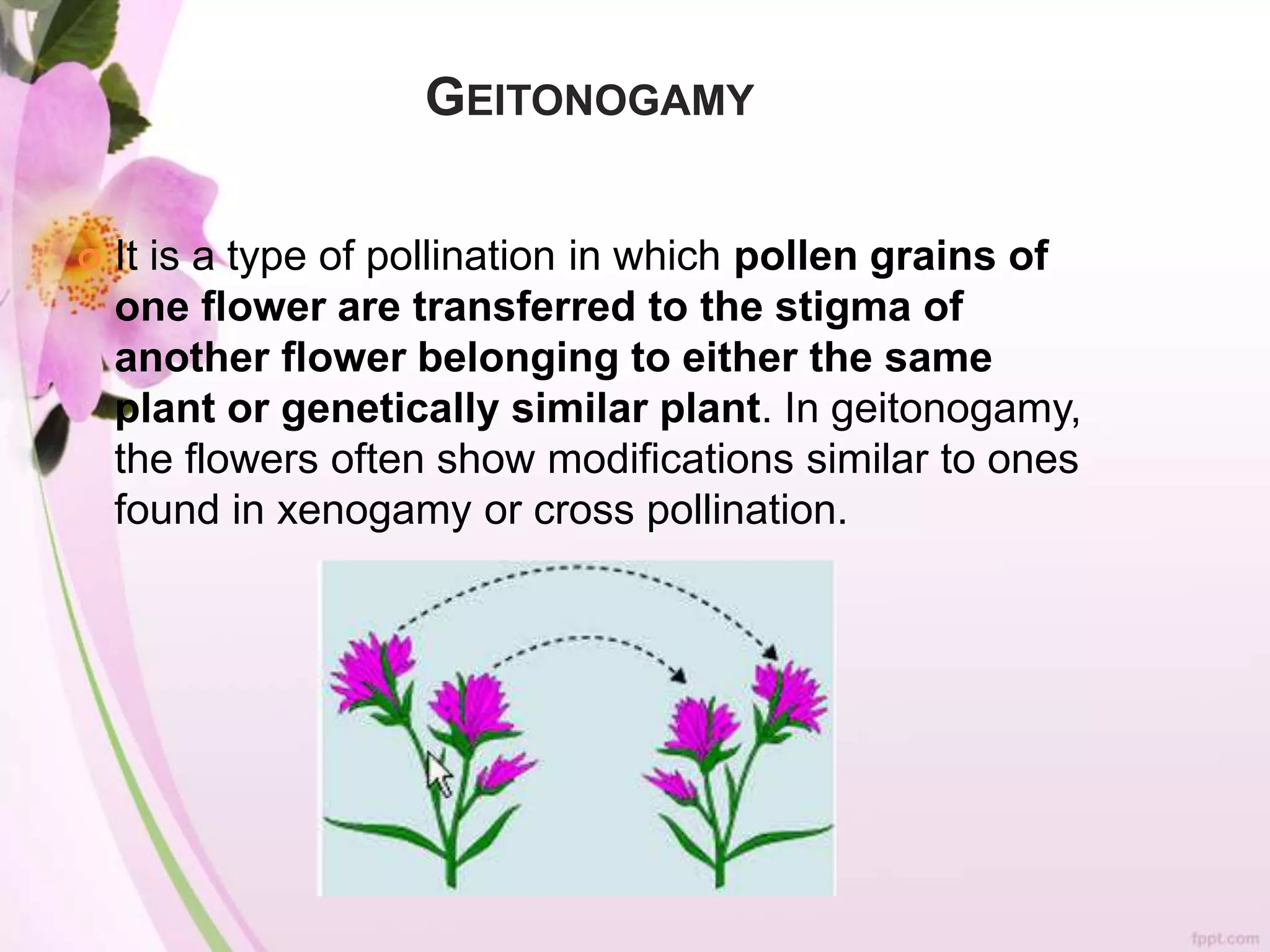 Pollination | PPTX
