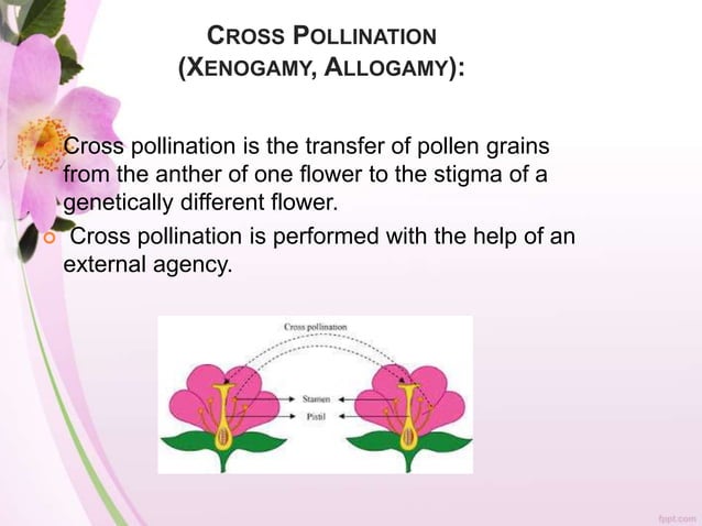 Pollination | PPTX