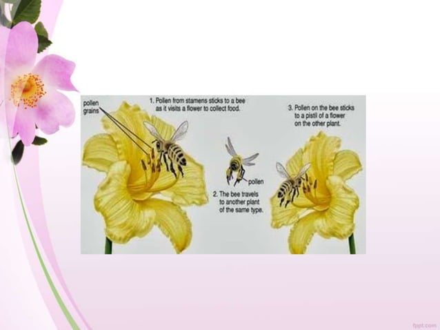 Pollination | PPTX